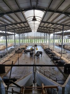 Visit Tenuta Vannulo, buffalo mozzarella farm in Paestum - Testaccina